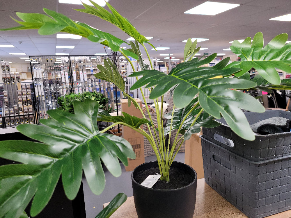 Medium Papaya Plant — JMart Warehouse